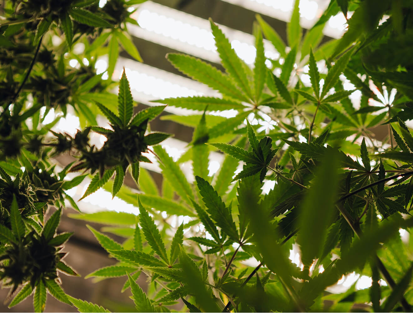 How to Build a Cannabis Career That Actually Lasts (2025 Guide ...